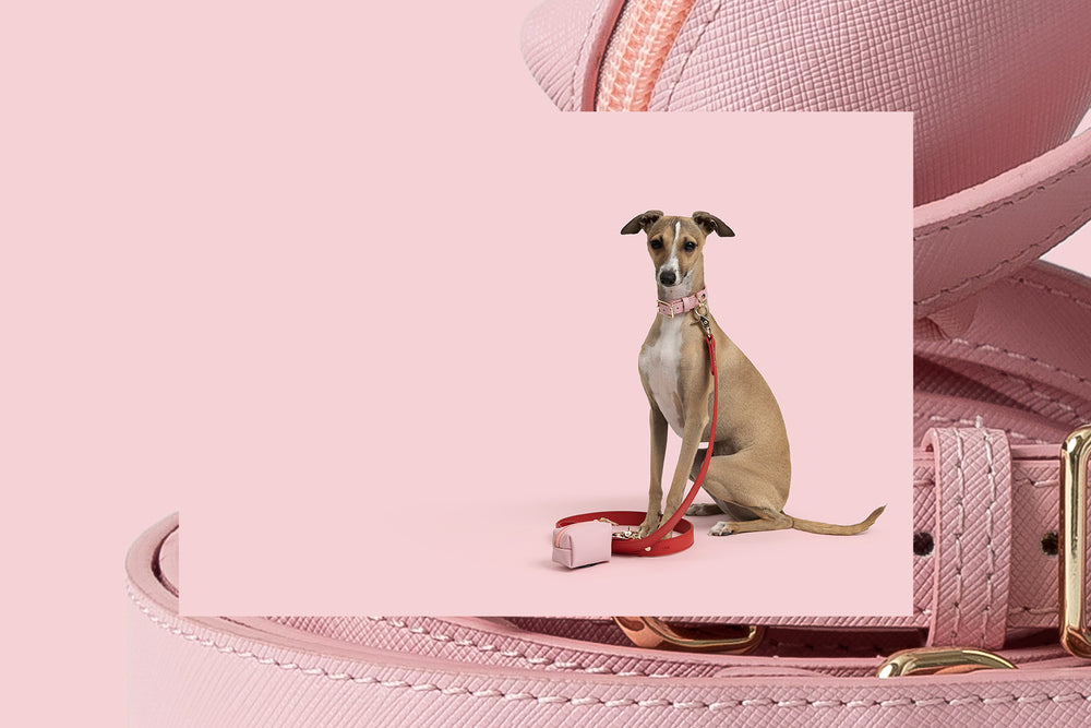 MISTER WOOF | Dog Clothing Pet Accessories | Shop Online Australia ...