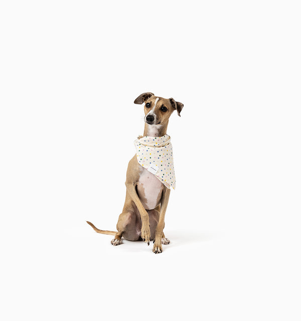 MISTER WOOF | Dog Clothing Pet Accessories | Shop Online Australia ...