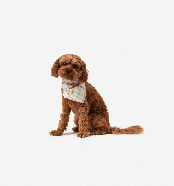 MISTER WOOF | Dog Clothing Pet Accessories | Shop Online Australia ...